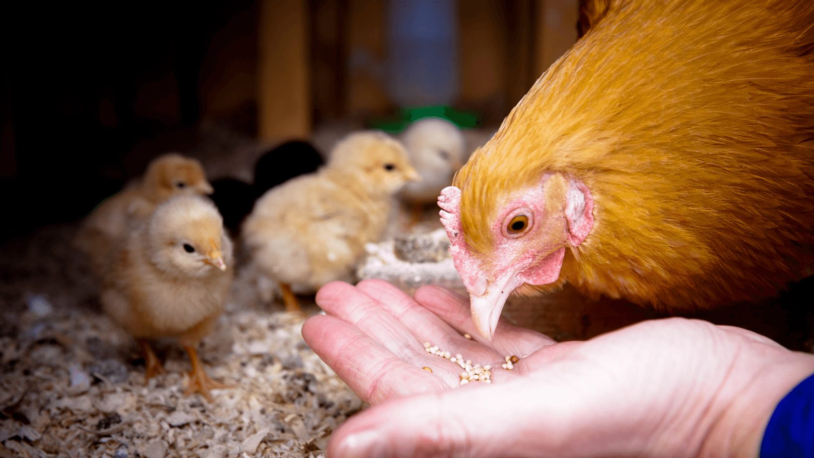 Love It or Hate It, Candy Corn is a Marketing Success-Story that Spans ...