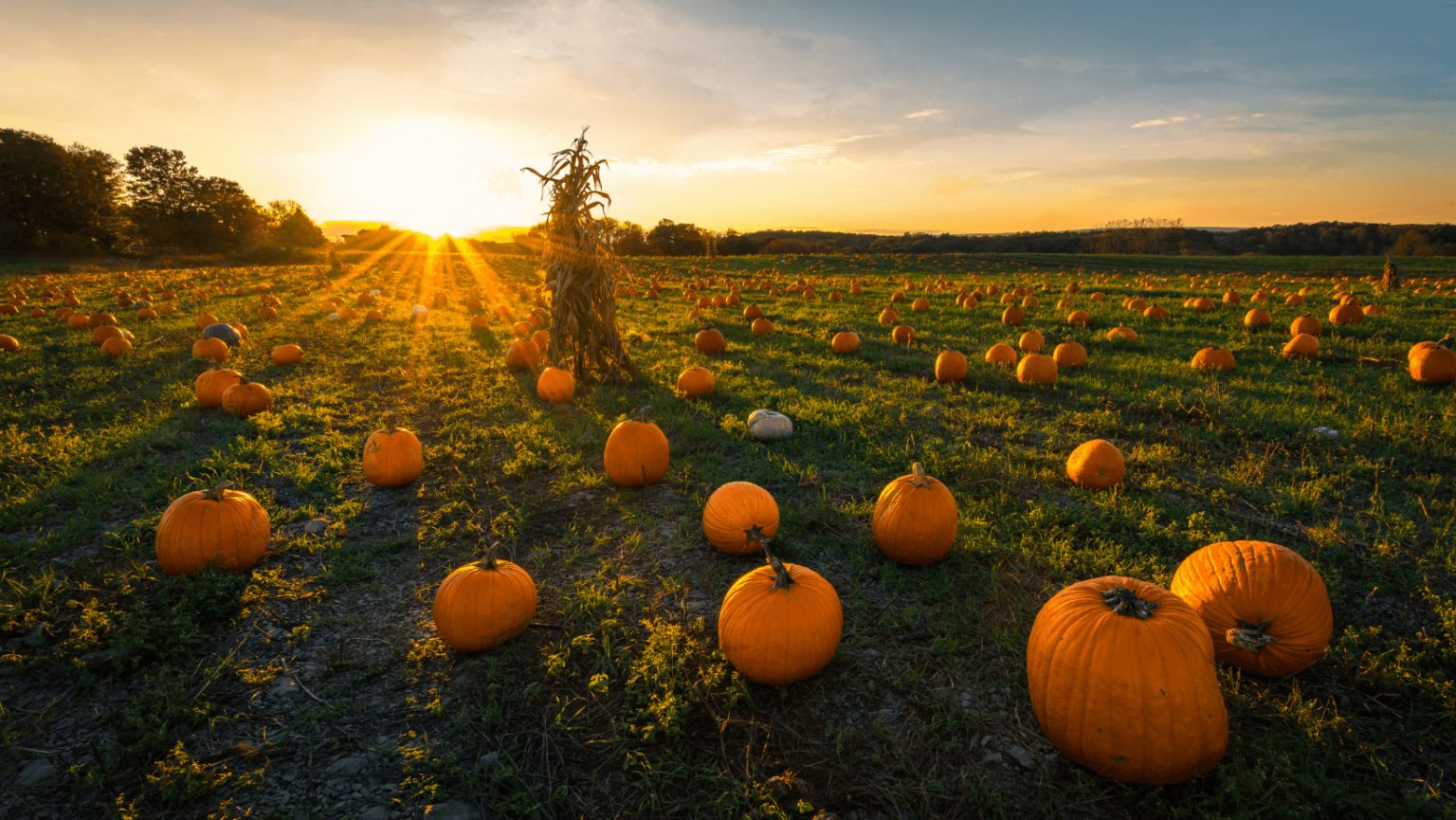 Pumpkins Have Been Trendy For Longer Than You May Think - Last Call Trivia