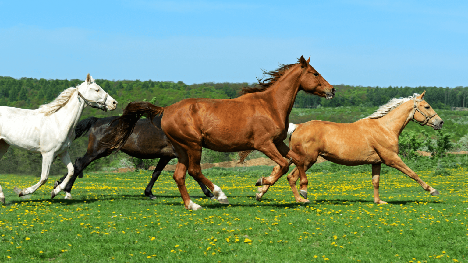 Horses Helped Shape The Course Of Human History - Last Call Trivia